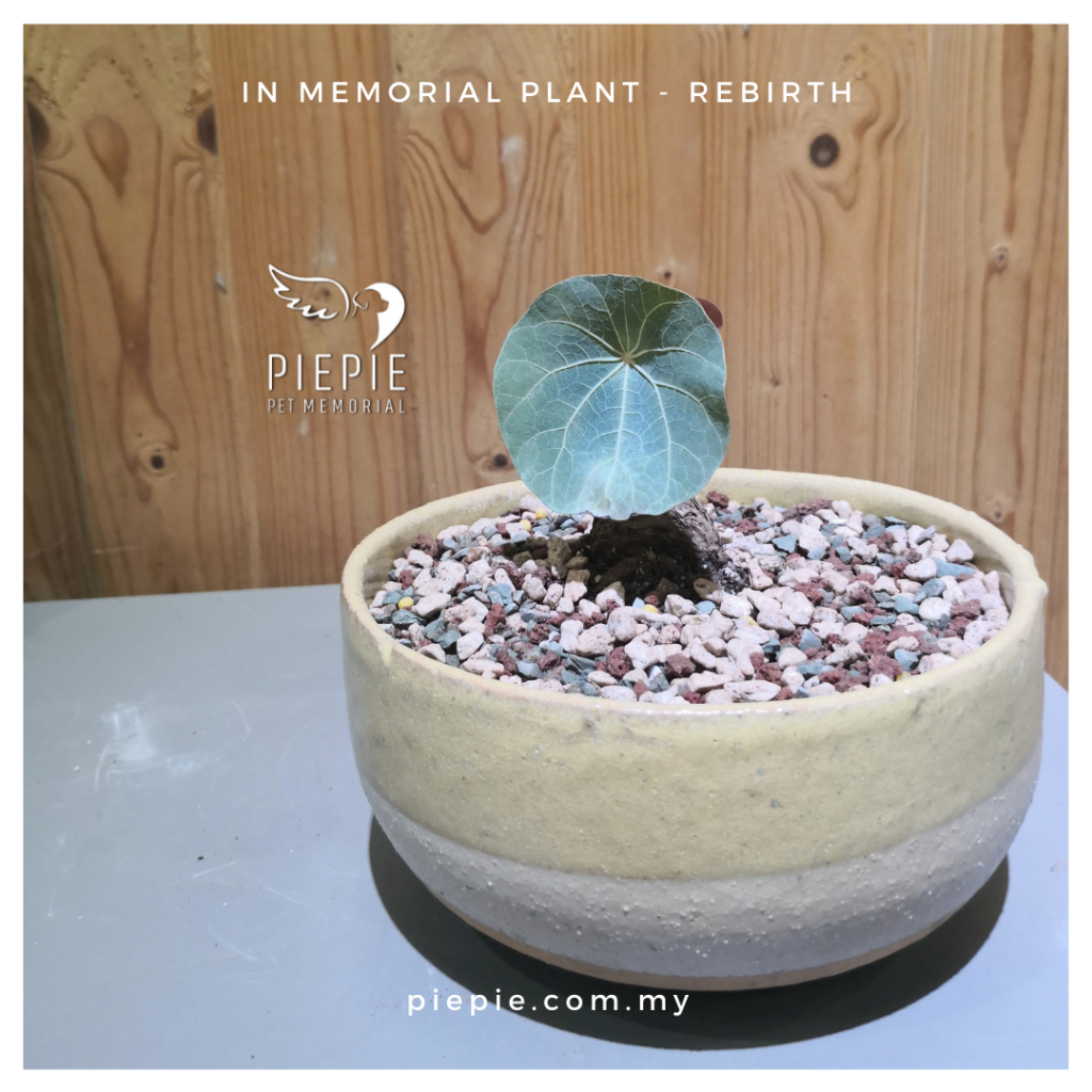 Rebirth 一叶归 – piepie.com.my