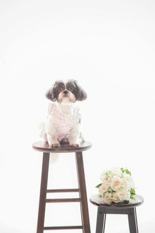 Pet Memorial Board – piepie.com.my