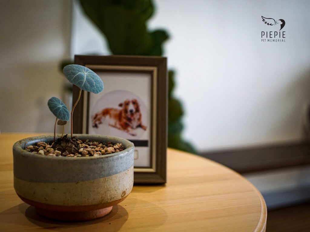 piepie.com.my – Pet Memorial Service in Klang Valley