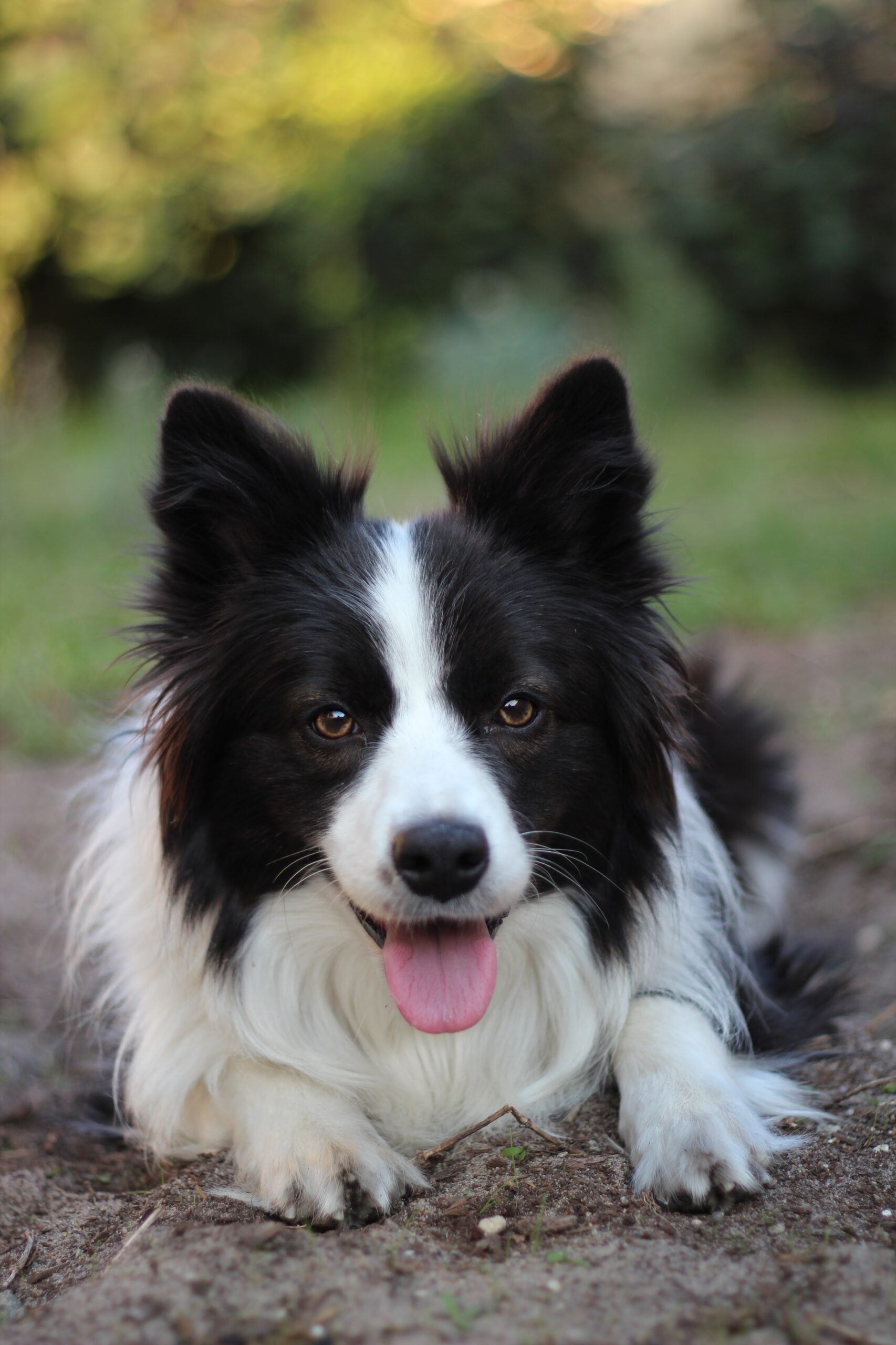 PIE – piepie.com.my