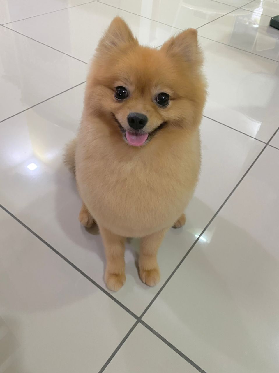 Pet Memorial Board – piepie.com.my