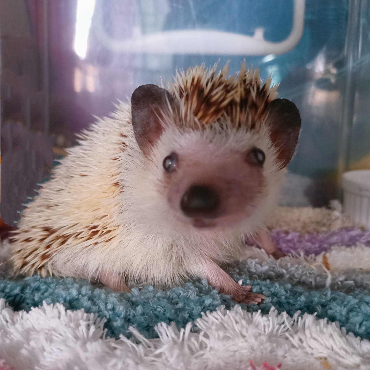 Pet Memorial Board – piepie.com.my