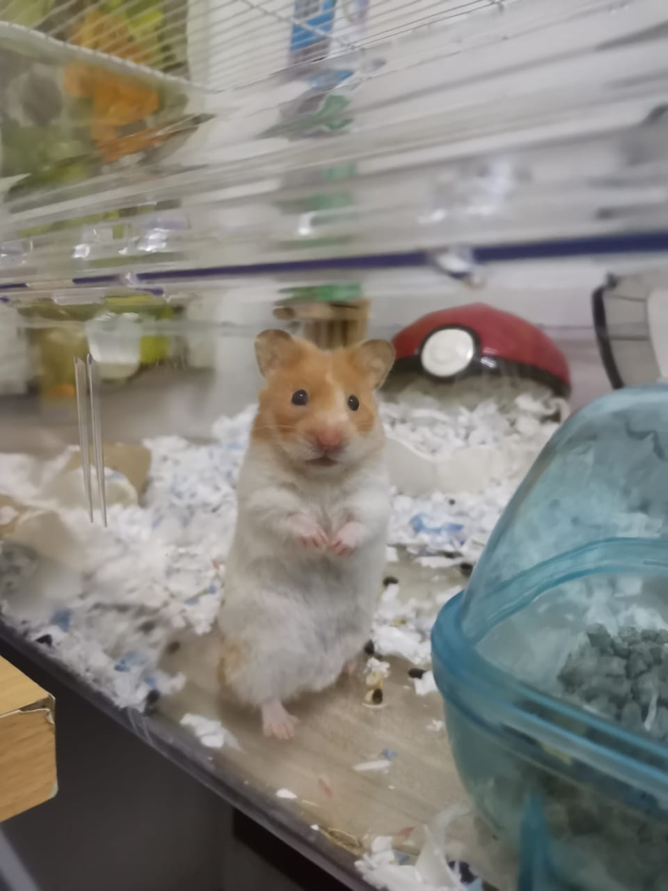 Pet Memorial Board – piepie.com.my