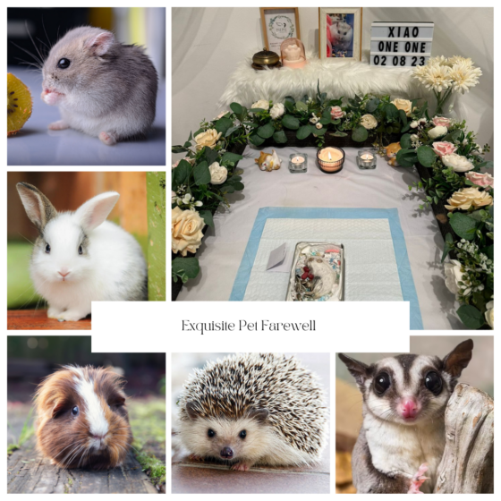Exquisite Pet Farewell – piepie.com.my